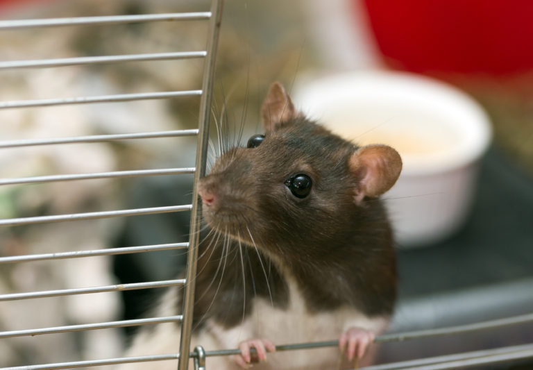 Mouse Teeth Uncover New Insights into Oral Health & Tissue Regeneration ...